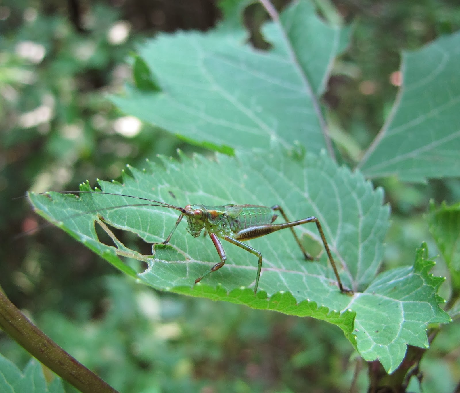 Bug Eric: Fork-tailed Bush Katydid
