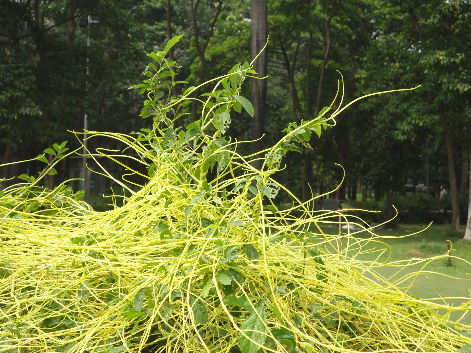 Shornolota or Dodder, Cuscuta reflexa