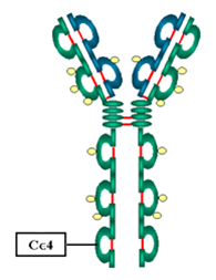 Different types of Immunoglobulins - IgG, IgA, IgM, IgD and IgE
