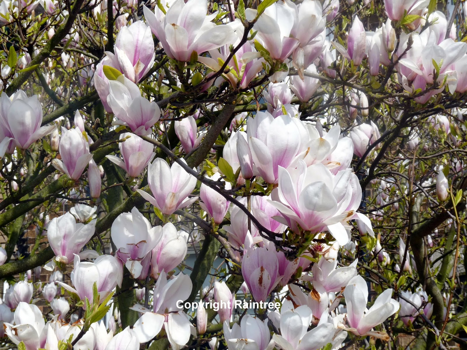 Magnolias are simply beautiful! The tree itself is lovely and provides ...