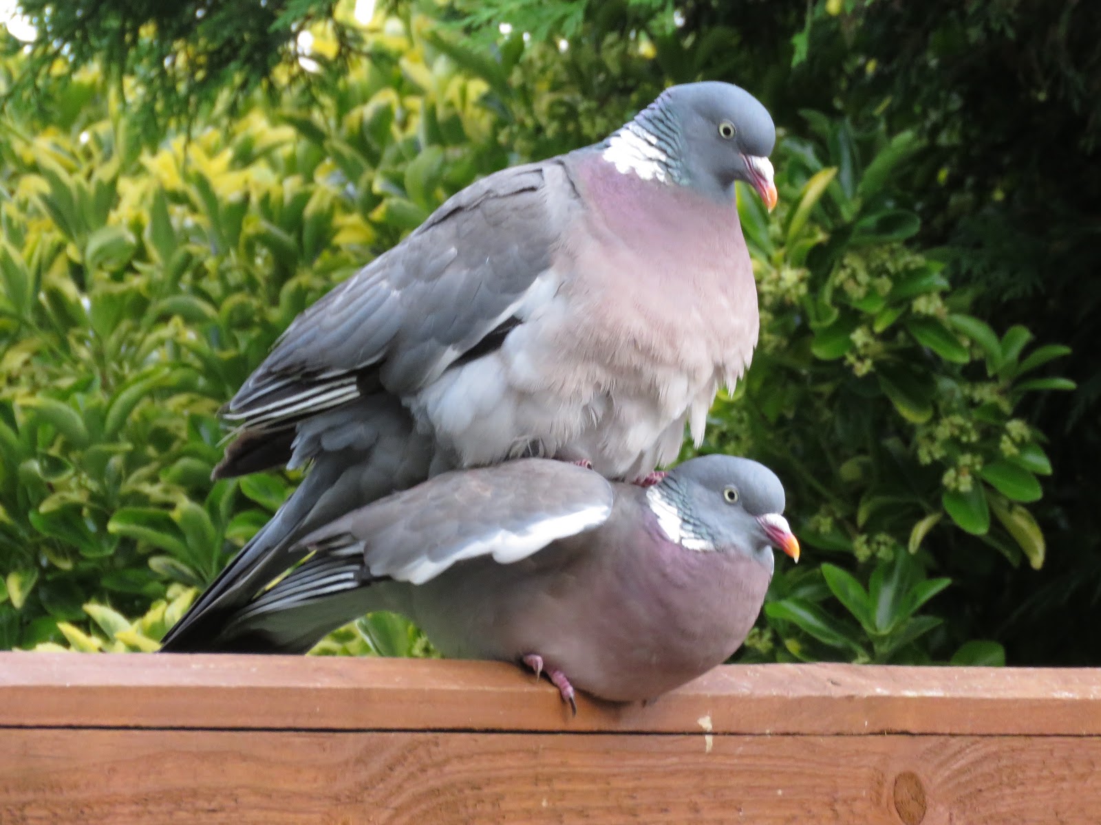 The Rattling Crow: Woodpigeon mating
