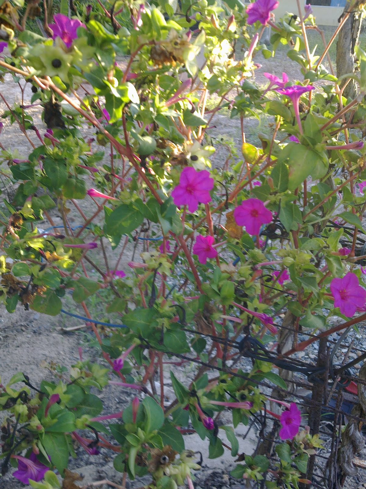 Di Taman Hati: Seharum bunga...mekar di taman hati