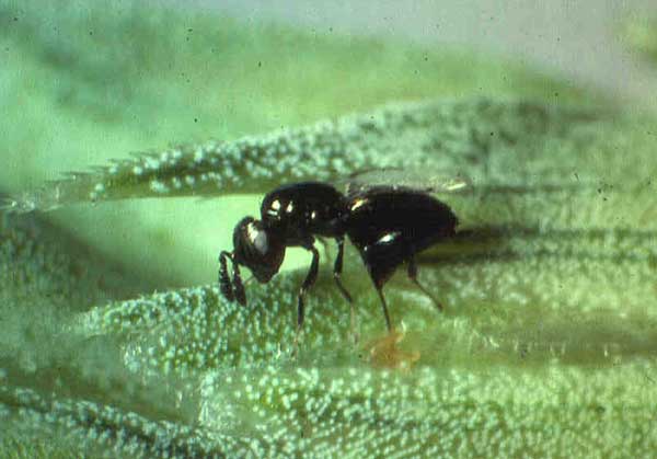 Variety of Life: Pireninae