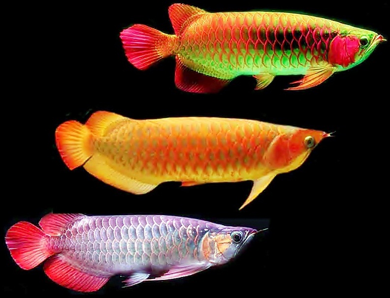 IKAN ARWANA: What To Know About Arowana Fish