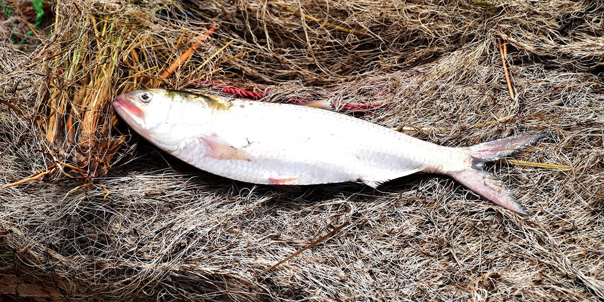 Old European culture: Palla