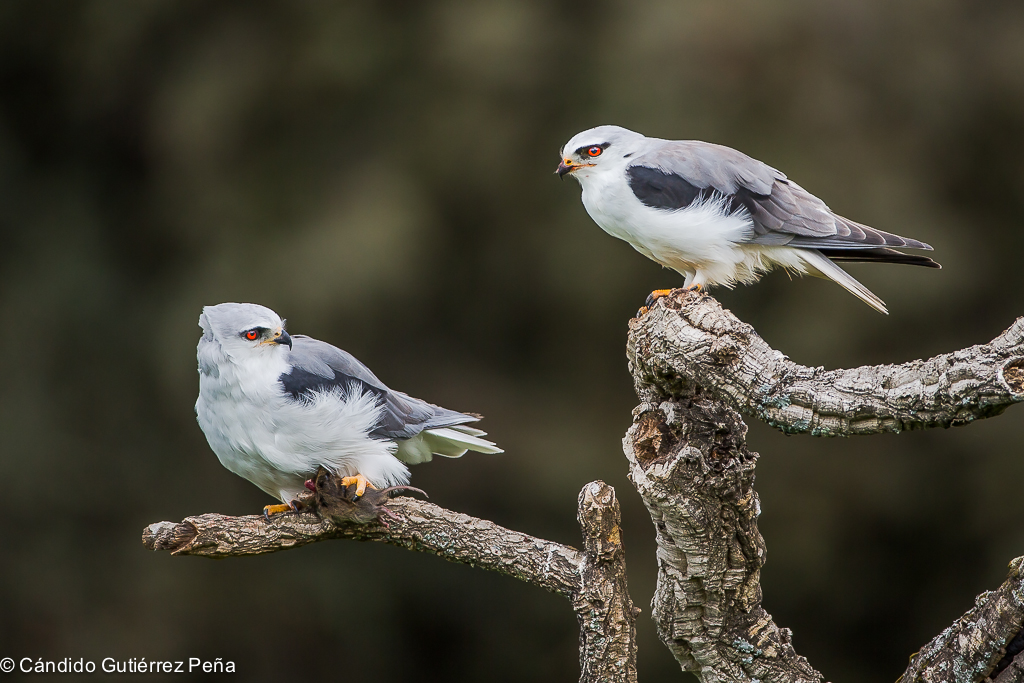 ELANIO AZUL - Elanus Caeruleus | Observatorio de la Naturaleza