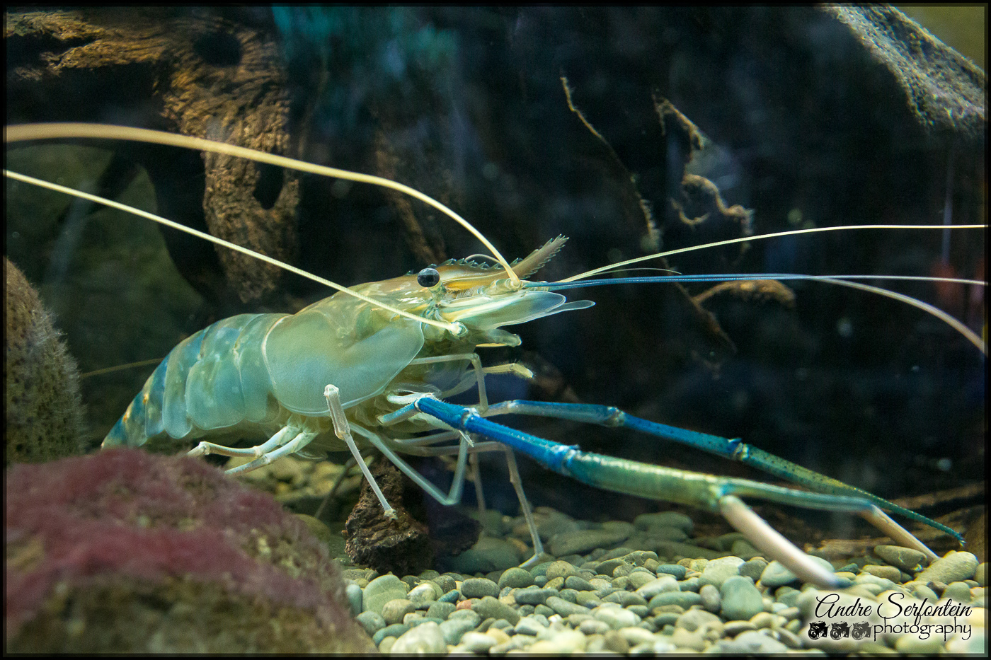 Freshwater Long-armed Shrimp ~ Tamron365