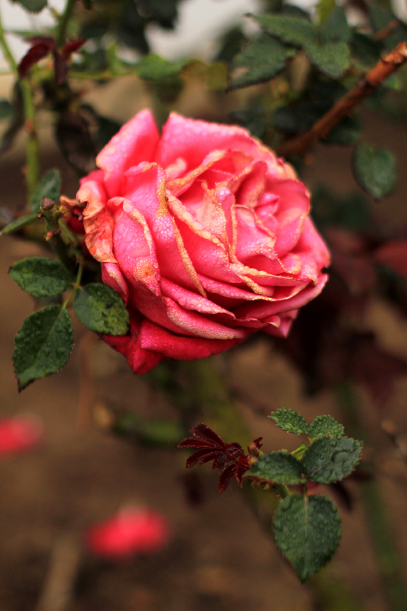 Mademoiselle Mermaid: Friday Flower Pick : Misty Morning Roses