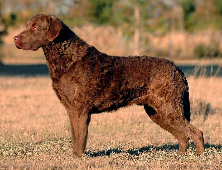 Dog Colours and Their Genes