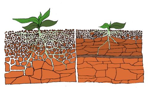 Effect of Soil Compaction on Crop Yield