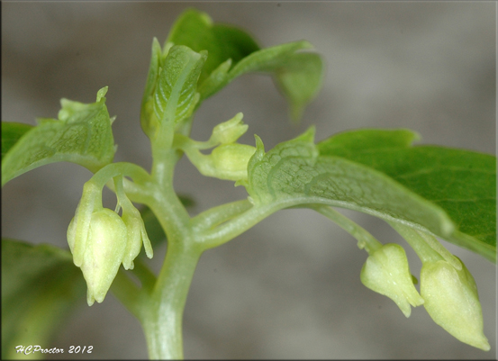 The Home Bug Garden: (Self) Pollinator of the Week: Cave hortulanus ...