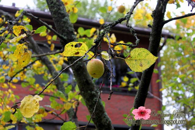 Our Journey Begins: Pokok Apple di musim luruh