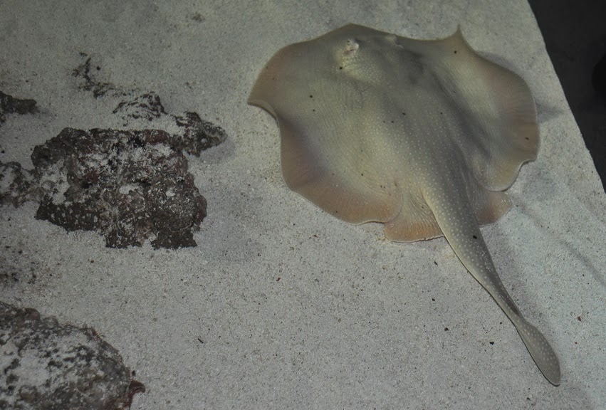 ZOOTOGRAFIANDO (6.100 ANIMALS): RAYA REDONDA (Urobatis halleri)