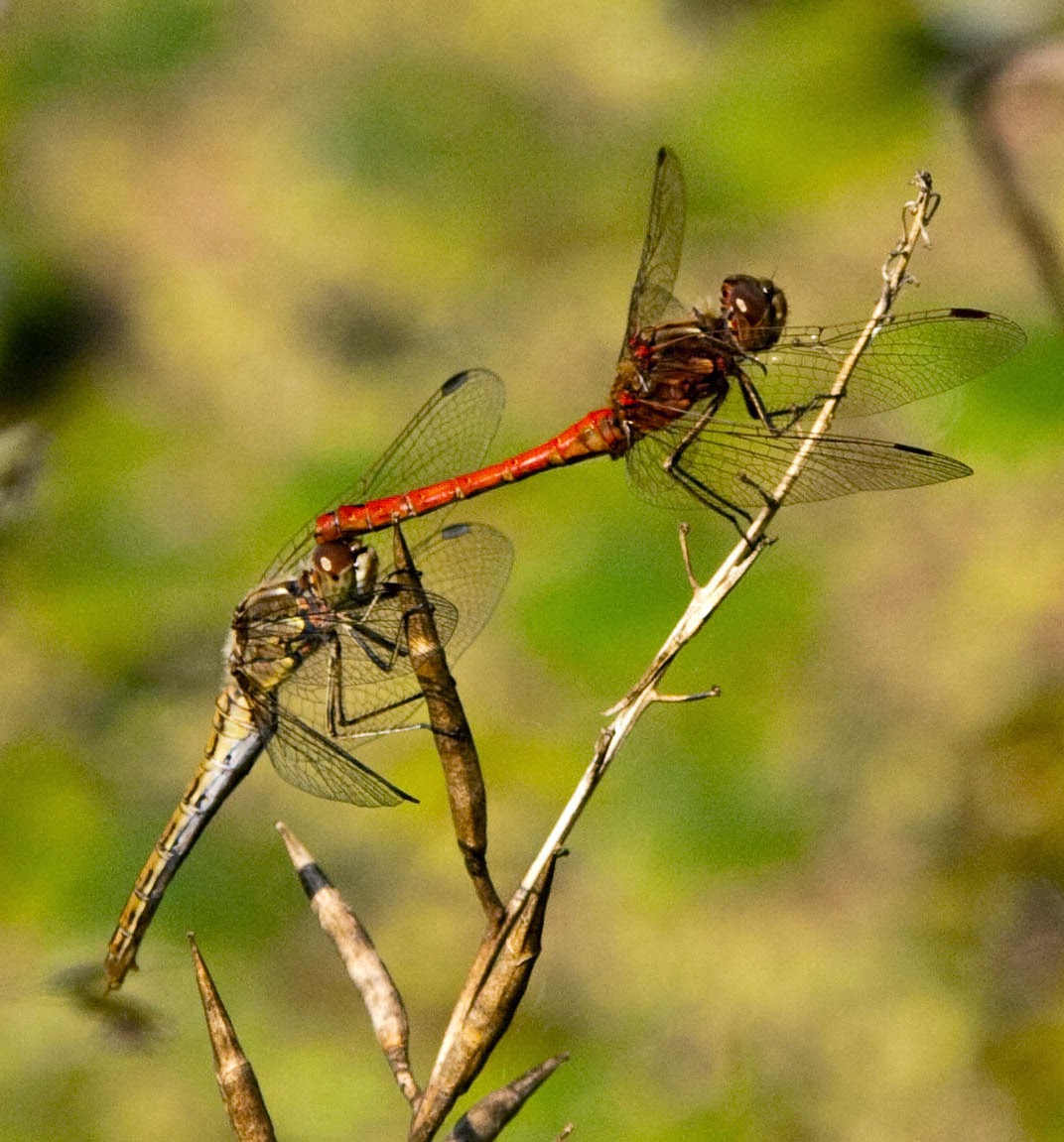 PW Fotografie: Libellen en Juffers