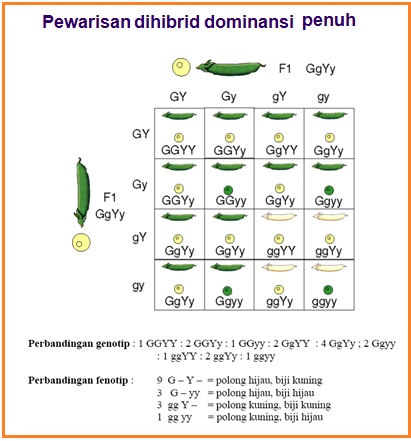 Pola Hereditas Menurut Hukum Mendel ~ Belajar Biologi SMA