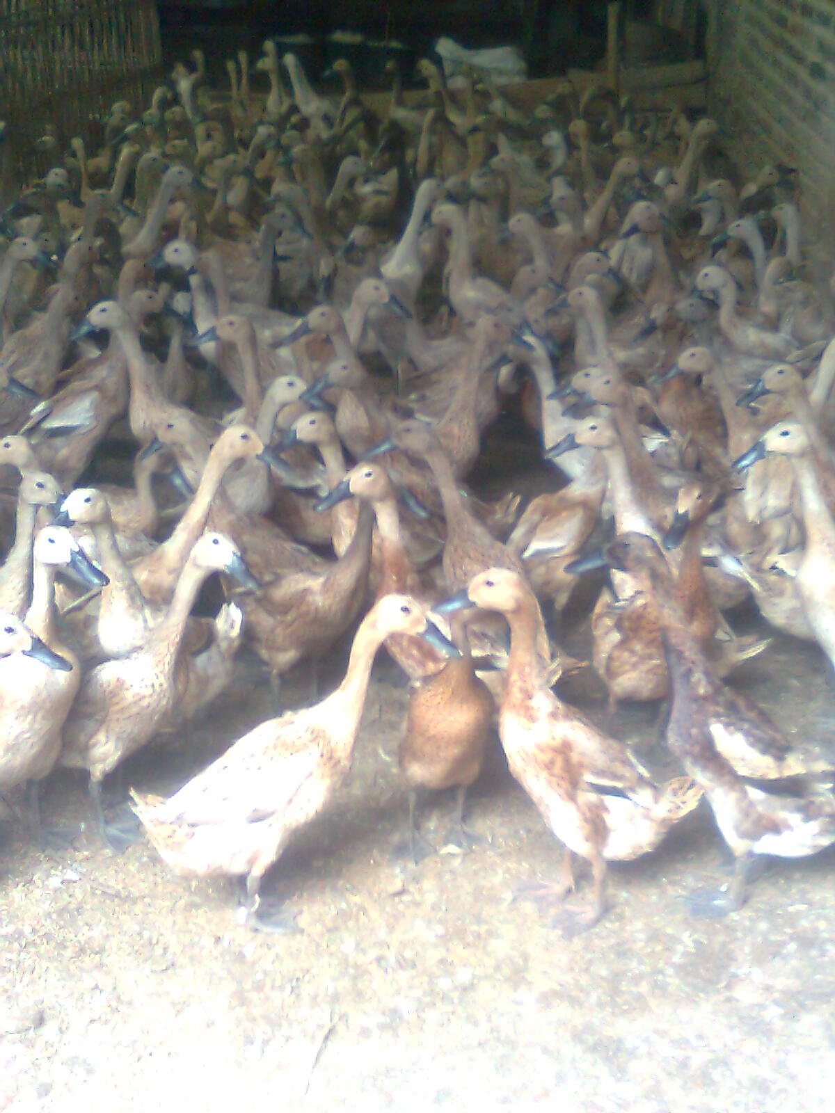 BEBEK DARAT: POTENSI BUDIDAYA BEBEK PETELUR SISTEM DARAT