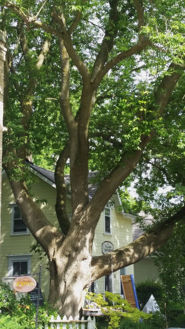 Future Plants by Randy Stewart: MAPLES - The Native Ones