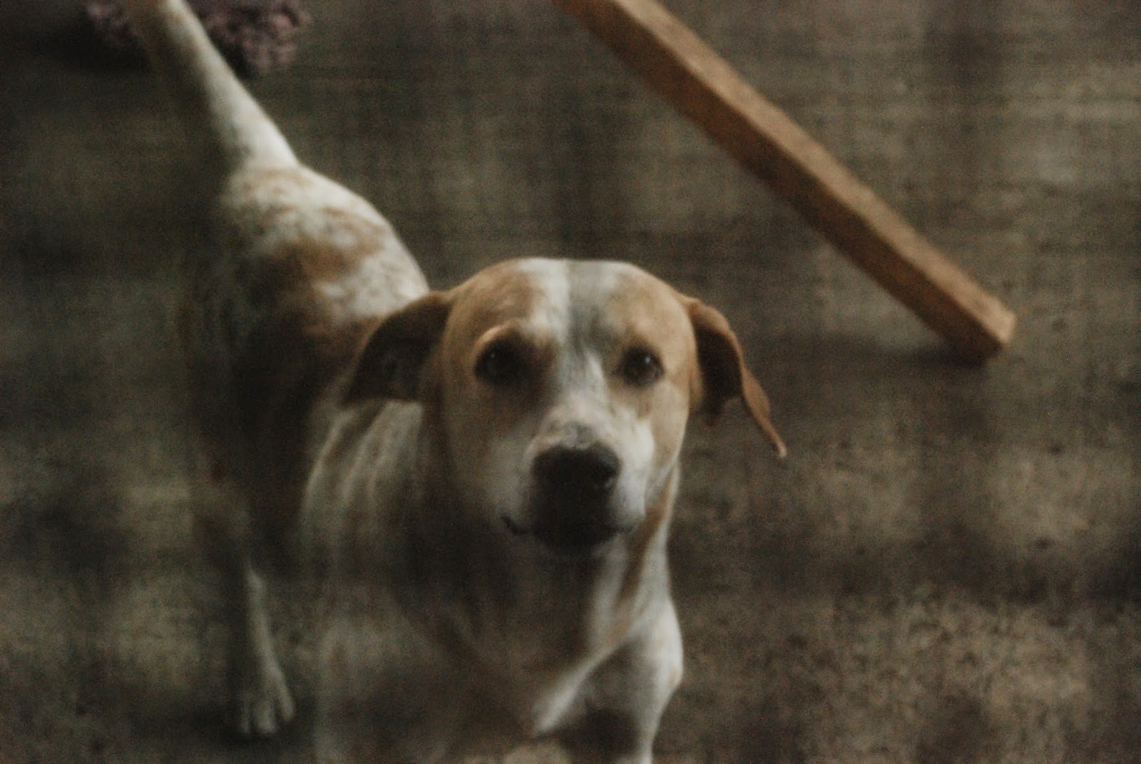 On the Verge of Lunacy: Manu the Dog (More Photos with Captions)