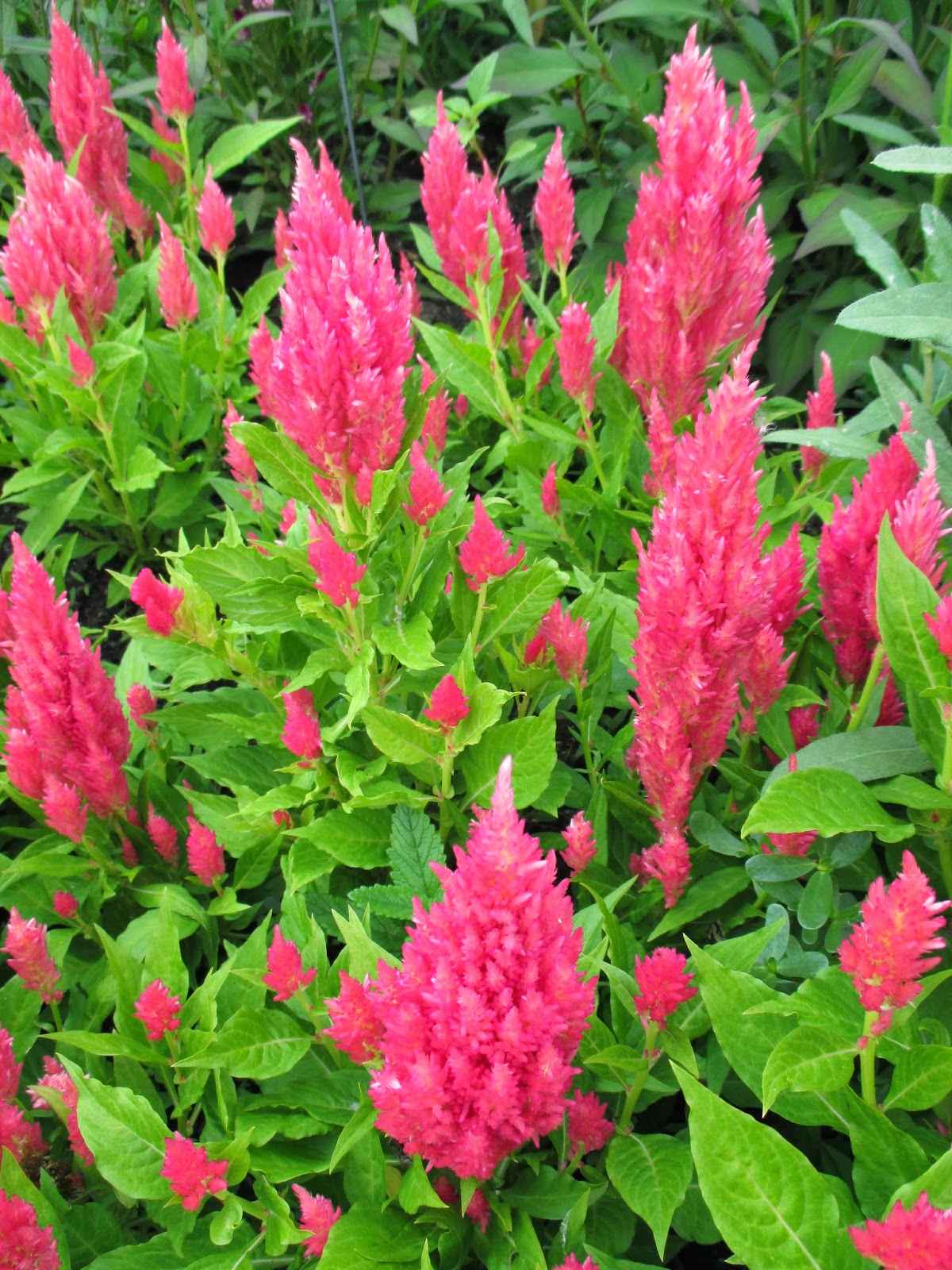 Rotary Botanical Gardens - Hort Blog: A Tribute To Pink