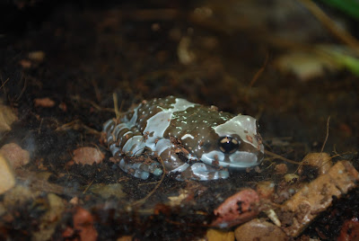 Peroratio: (2013/287) "Sapo-leite" da Amazônia - mas eu vou chamar de ...