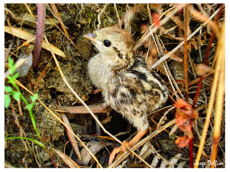 O CANTINHO DO JORGE: Fotografias publicadas na Agenda Cultural de Vila ...
