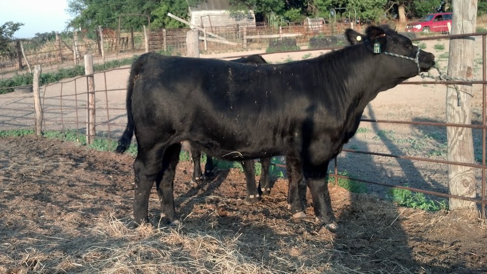 Muddy Creek Show Cattle: Bred 4-H Heifers!
