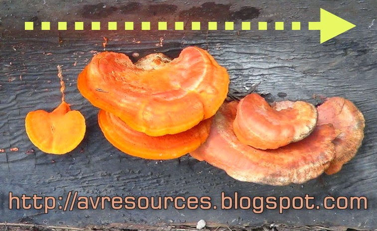 Agro Vista Resources: Ganoderma Diseases: The Appearance From Its ...