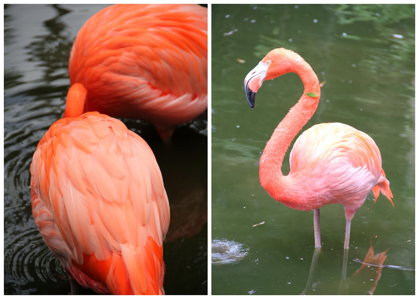 Like A Fat Kid Loves Cake: Flamingo Gardens