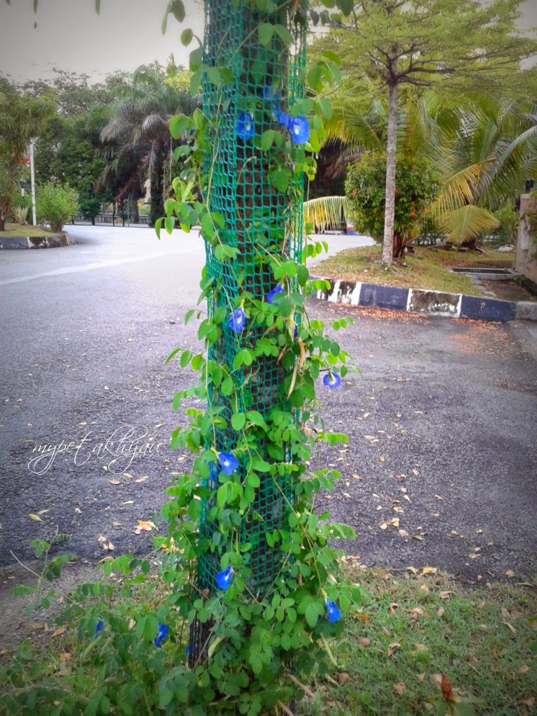 My Petak Hijau: Rimbunan telang di batang pokok