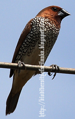 Biodiversity of Sri Lanka: වී කුරුල්ලා[Wee Kurulla]/Scaly-breasted ...
