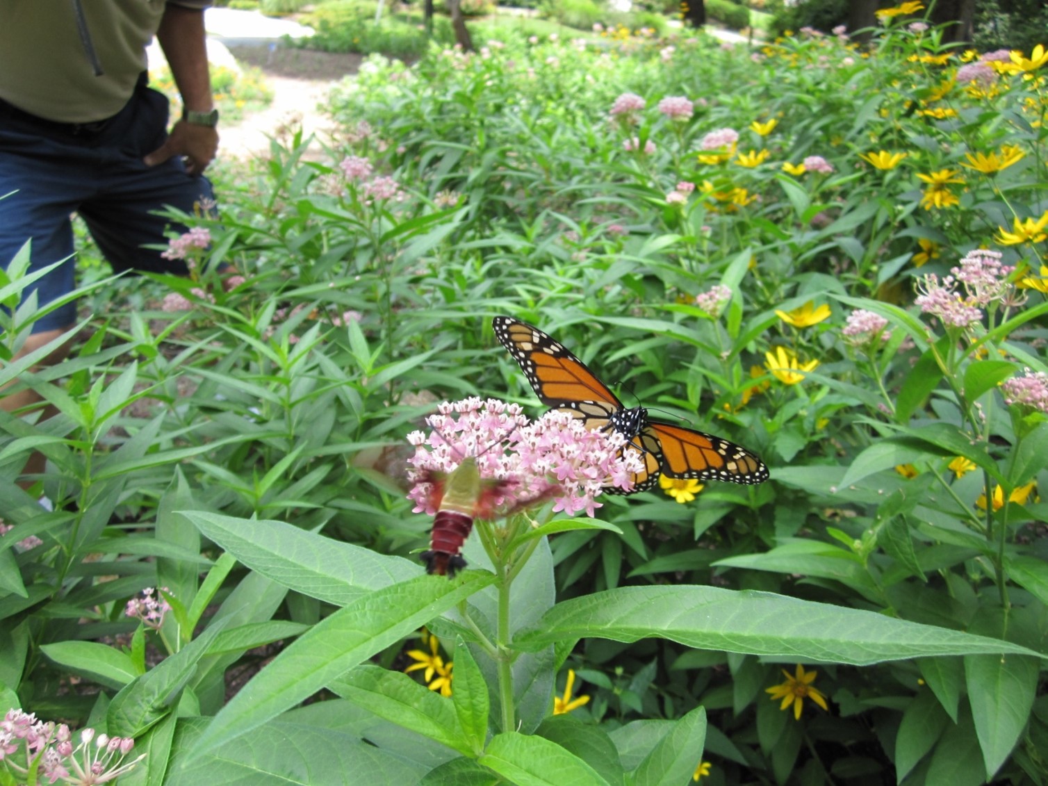 Capital Naturalist by Alonso Abugattas: National Pollinator Week ...
