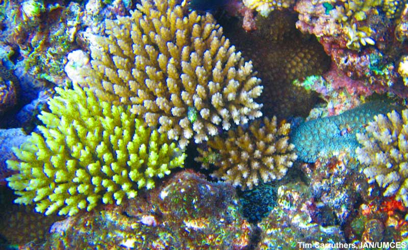 TheNewVerse.News : ZOOXANTHELLAE