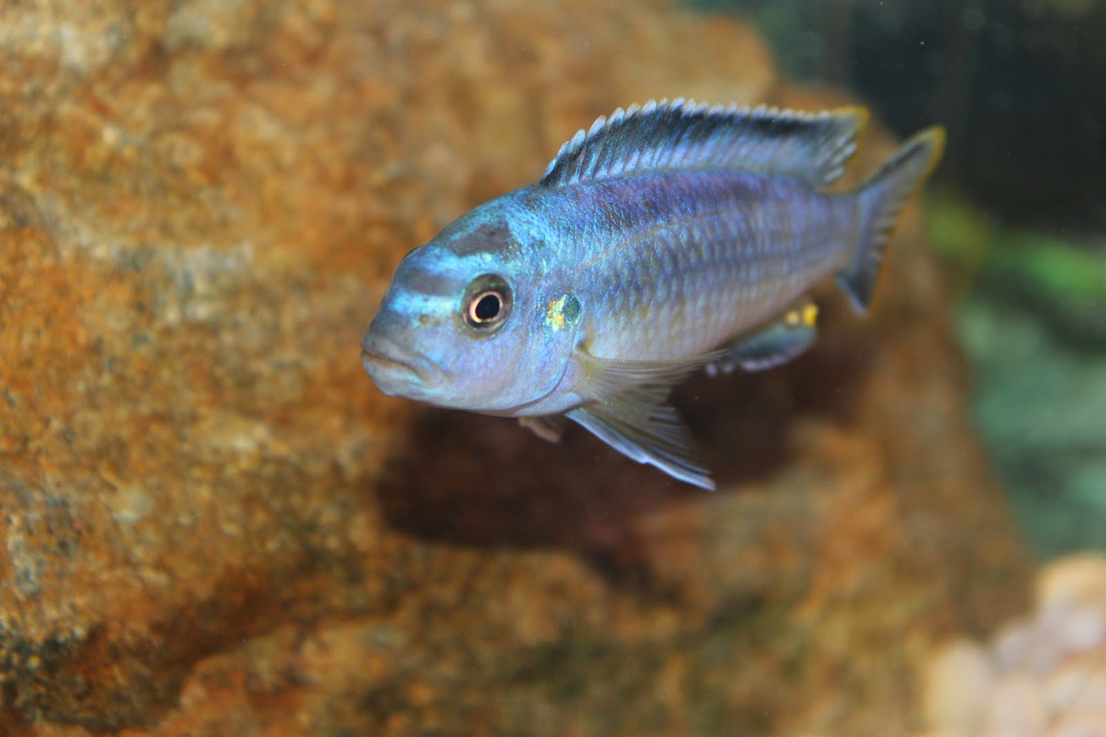 Amazing Fish: Melanochromis Johanni