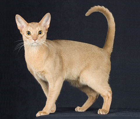 Encyclopedia of Cats Breed: Fawn Abyssinian Cat
