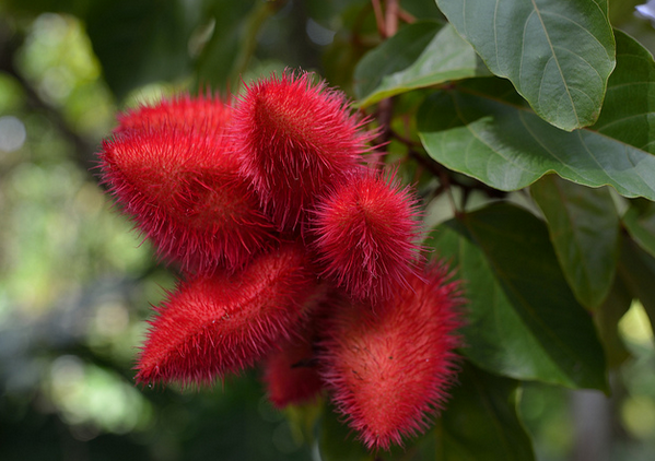 Benefits Achiote Tree, Lipstick Tree (Bixa Orellana) - BENEFITS PLANT ...