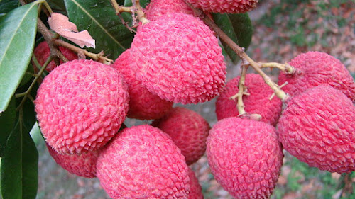 Papaleng Thoughts-Unplugged: Seven Exotic Pink Fruits