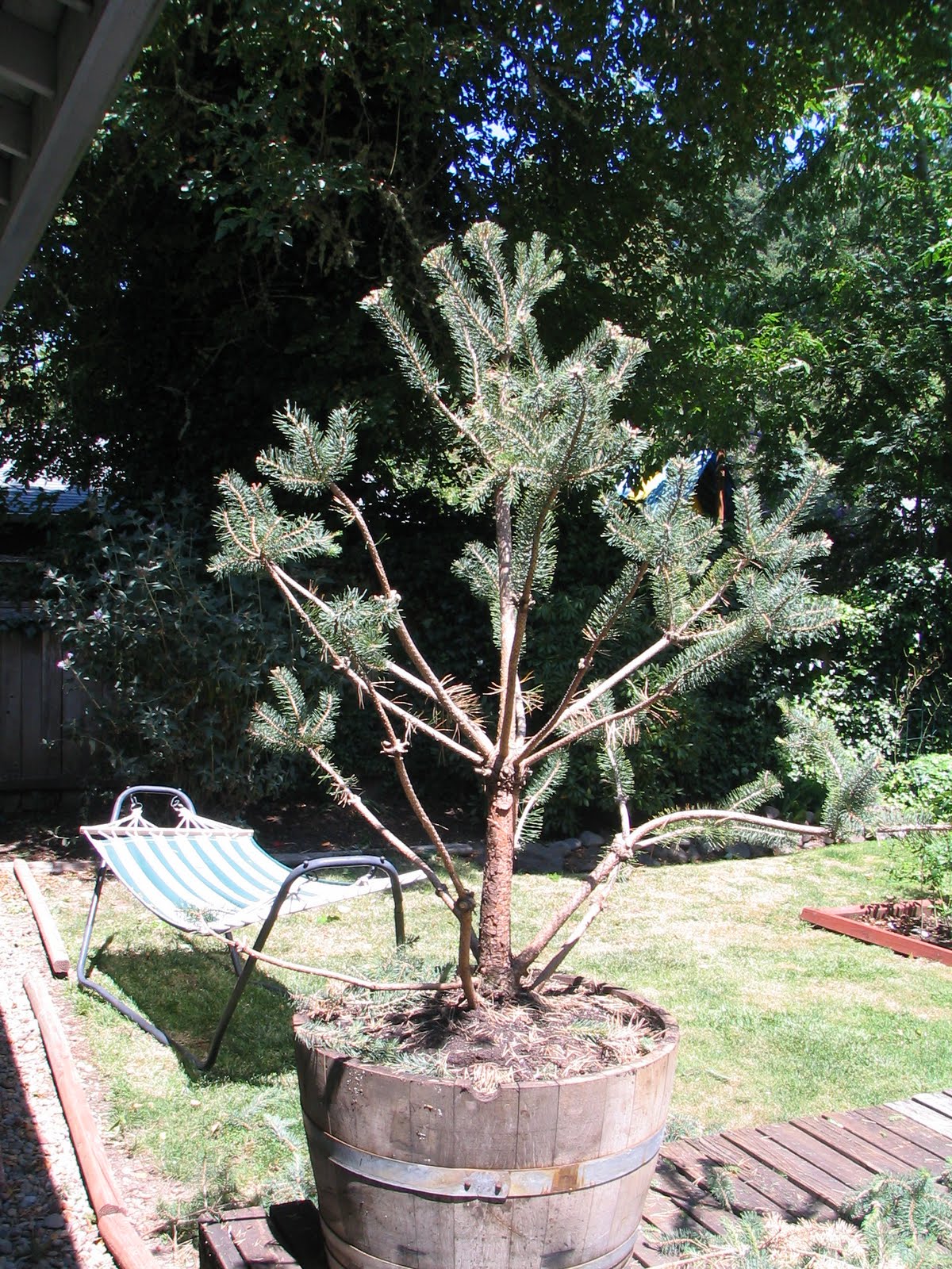 The Poodle Tree Experiment: Big Day - the Tree gets its first trim