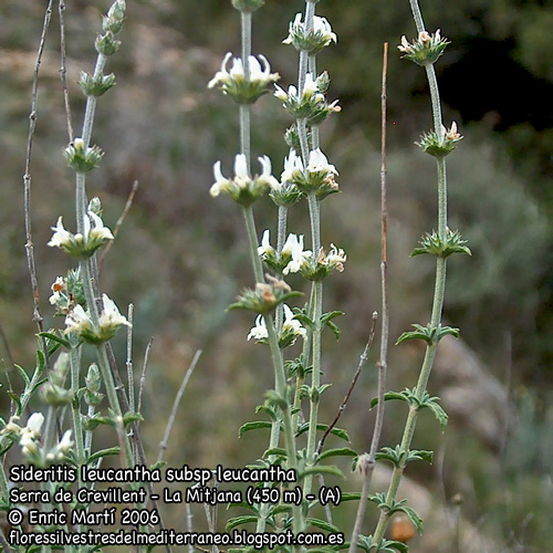 Labiatae: Sideritis leucantha subsp leucantha - Flores Silvestres del ...