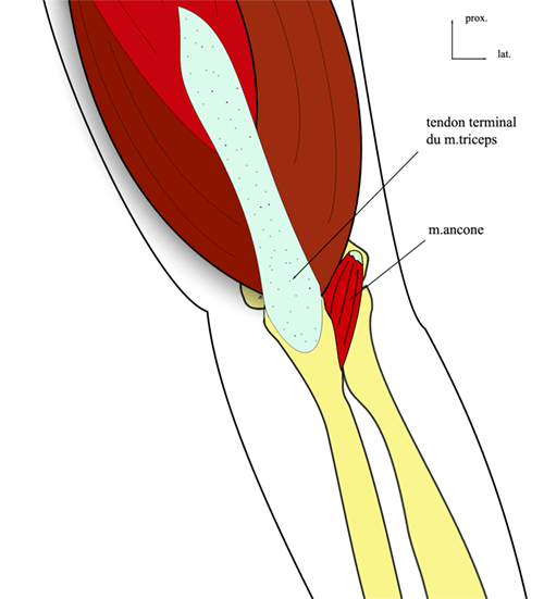 2) Extenseur ulnaire du carpe EUC