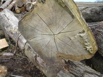 දැව ගැන ~ Biosystems Technology - ජෛව පද්ධති තාක්ෂණවේදය