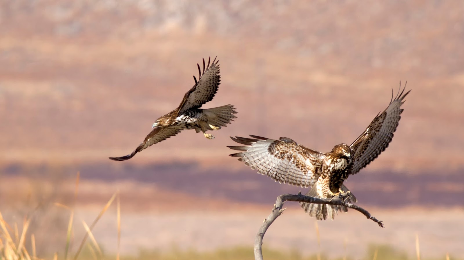 Photography by Dennis E W smalldreamsme@msn.com: Kestrels & Hawks