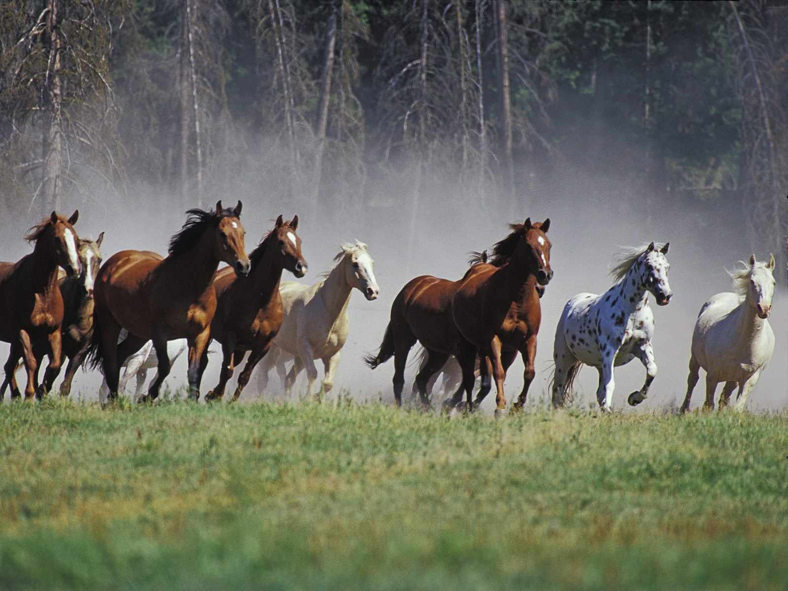 caballos,wallpapers hd,fondos de pantalla,horses