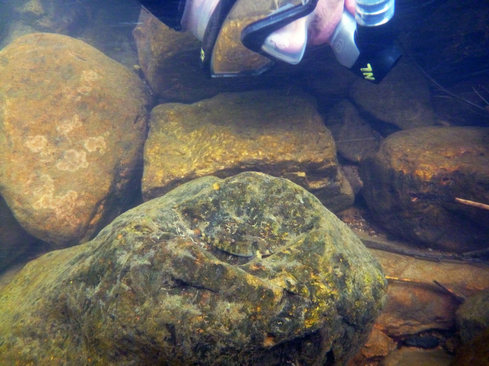 Virginia Fishes: Candy darters (Etheostoma osburni) in Big Stony Creek