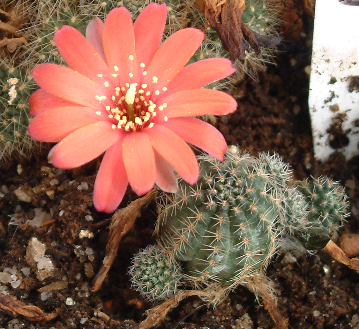 Rebutia, Aylostera y Weingartia: Rebutia ritteri Wessner 1938
