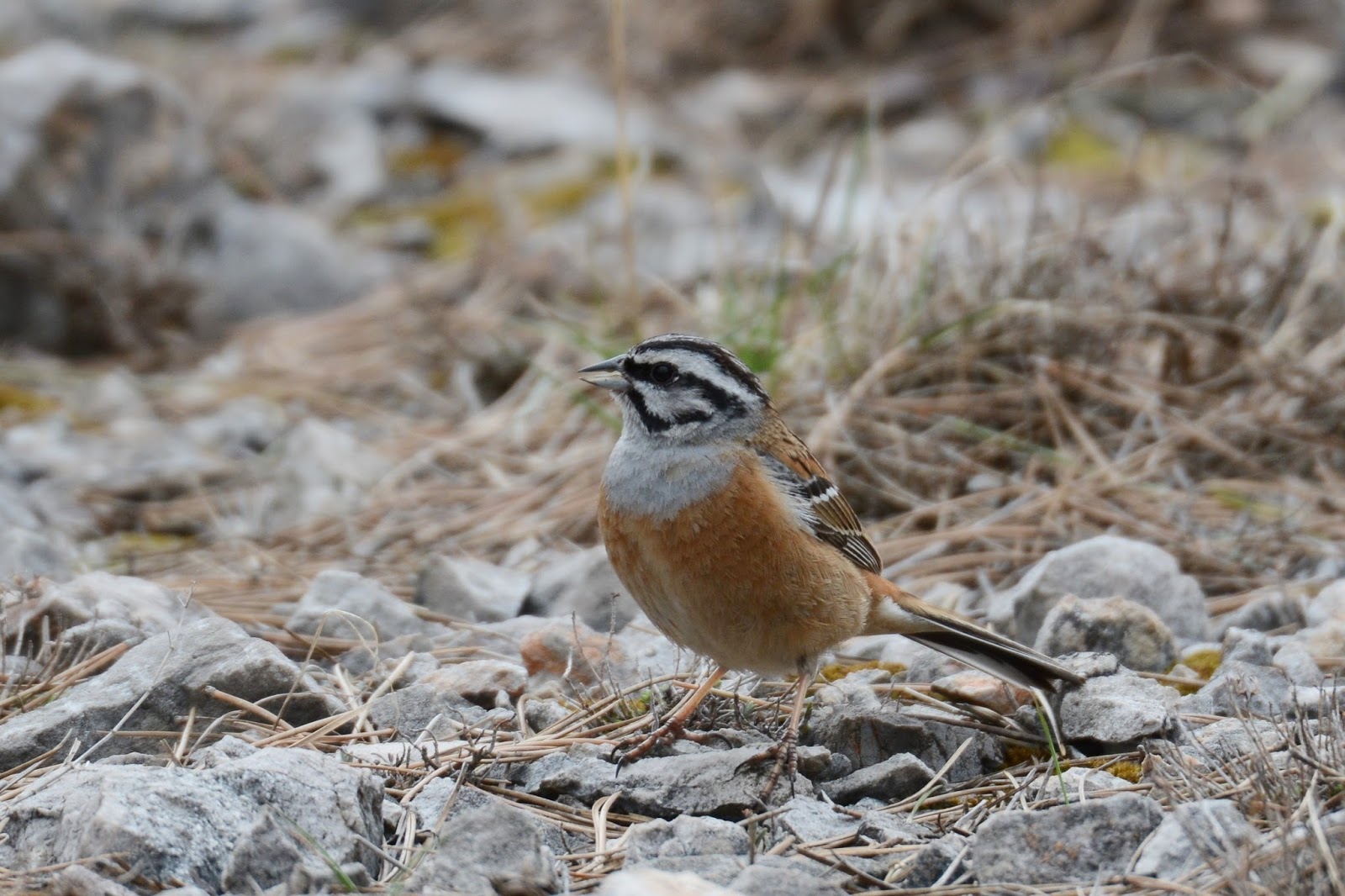 Probirder: Croatia... Rock Bunting