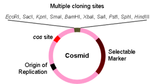 Genevogue Biotechnology: Cosmids