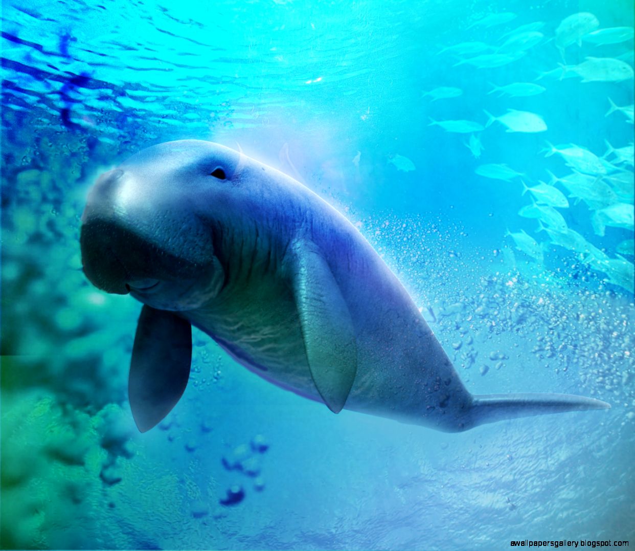 Cute Rare Sea Animals | Wallpapers Gallery