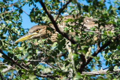 A Tree Falling: UT Southwestern Medical Center Rookery: July 2017