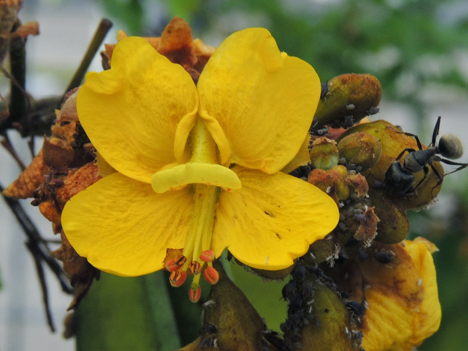 Fabaceae - Leguminosae no Brasil: Fabaceae - Cenostigma nordestinum ...