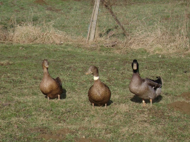 UZGAJIVAČNICA KUĆNIH LJUBIMACA "Od KRALJA": NAŠA UKRASNA PERAD